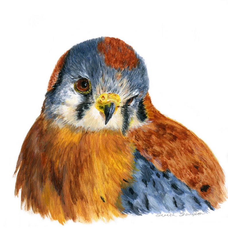 American Kestrel Original Acrylic Painting, Wild Bird Art, Kestrel Art ...