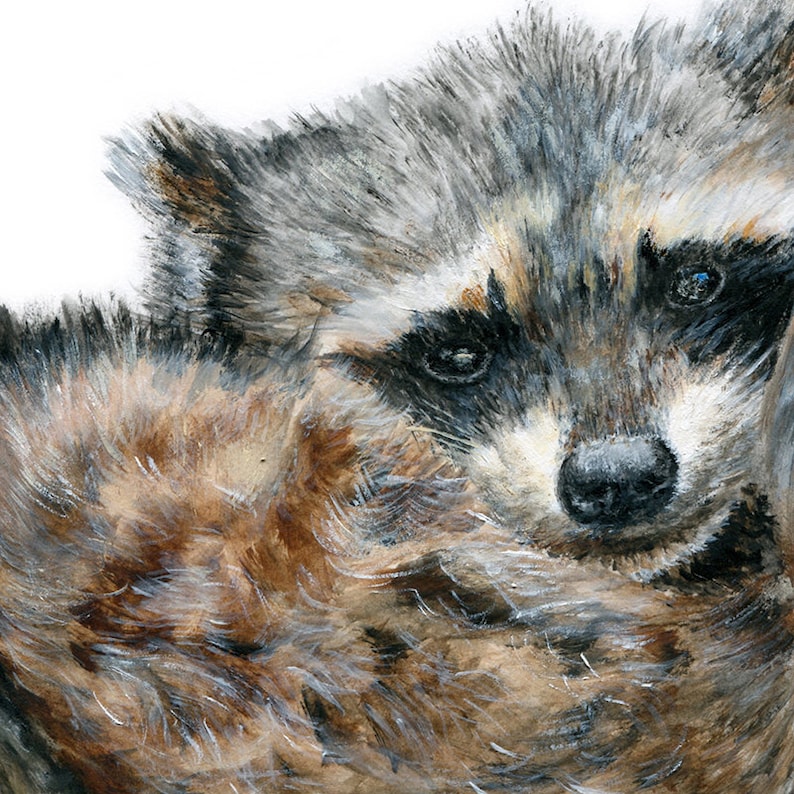 Raccoon Art Print Baby Animal Art Forest Animal Art Cute - Etsy