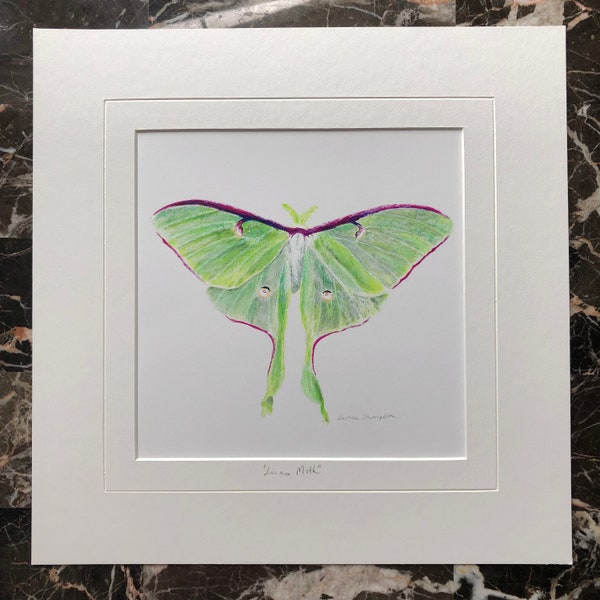 Moth Art - Etsy Canada