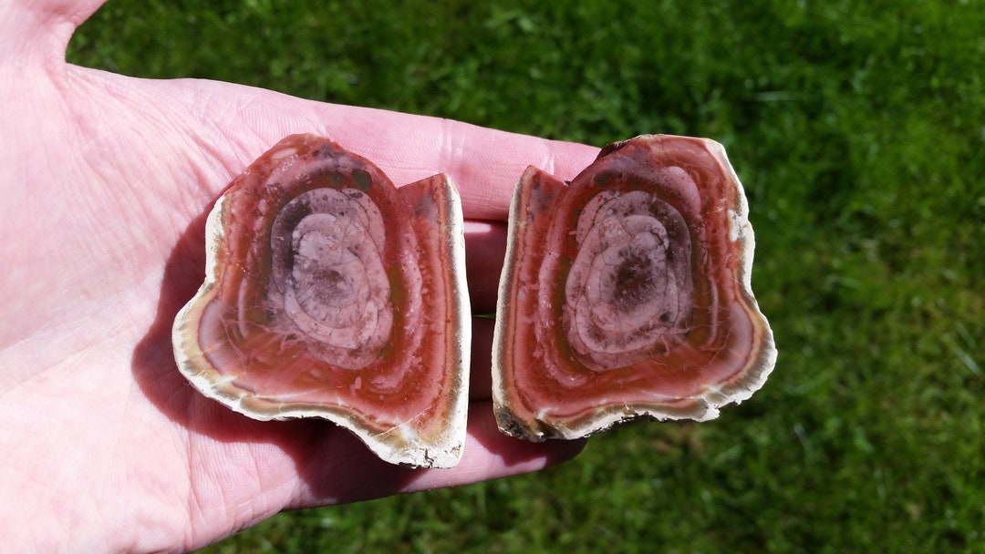 Red Royal Imperial Jasper Polished Collector Specimens, Orbs, Orbicular ...