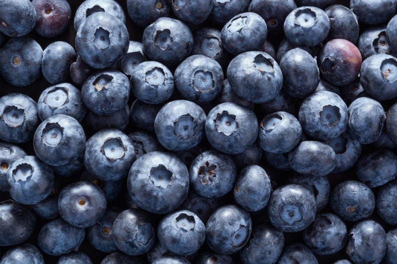 Fresh Picked BLUEBERRY Fragrance Oil - Etsy