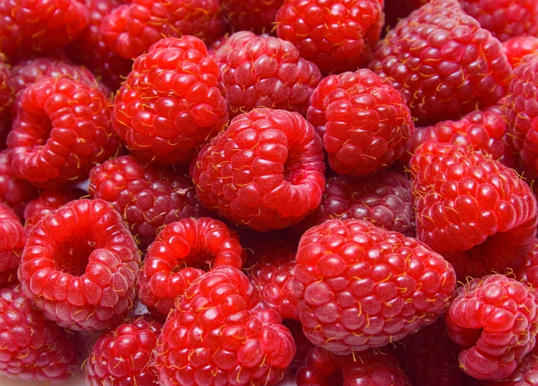 Fresh Picked RASPBERRY Fragrance Oil - Etsy