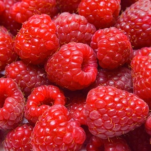 Fresh Picked RASPBERRY Fragrance Oil - Etsy
