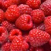 Fresh Picked RASPBERRY Fragrance Oil - Etsy