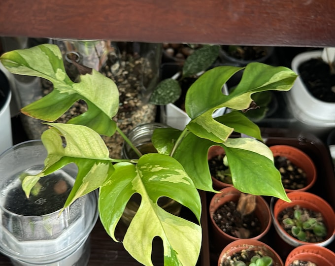 Mini Monstera Variegata/ Raphidophora Tetrasperma Variegata Full Plant ...
