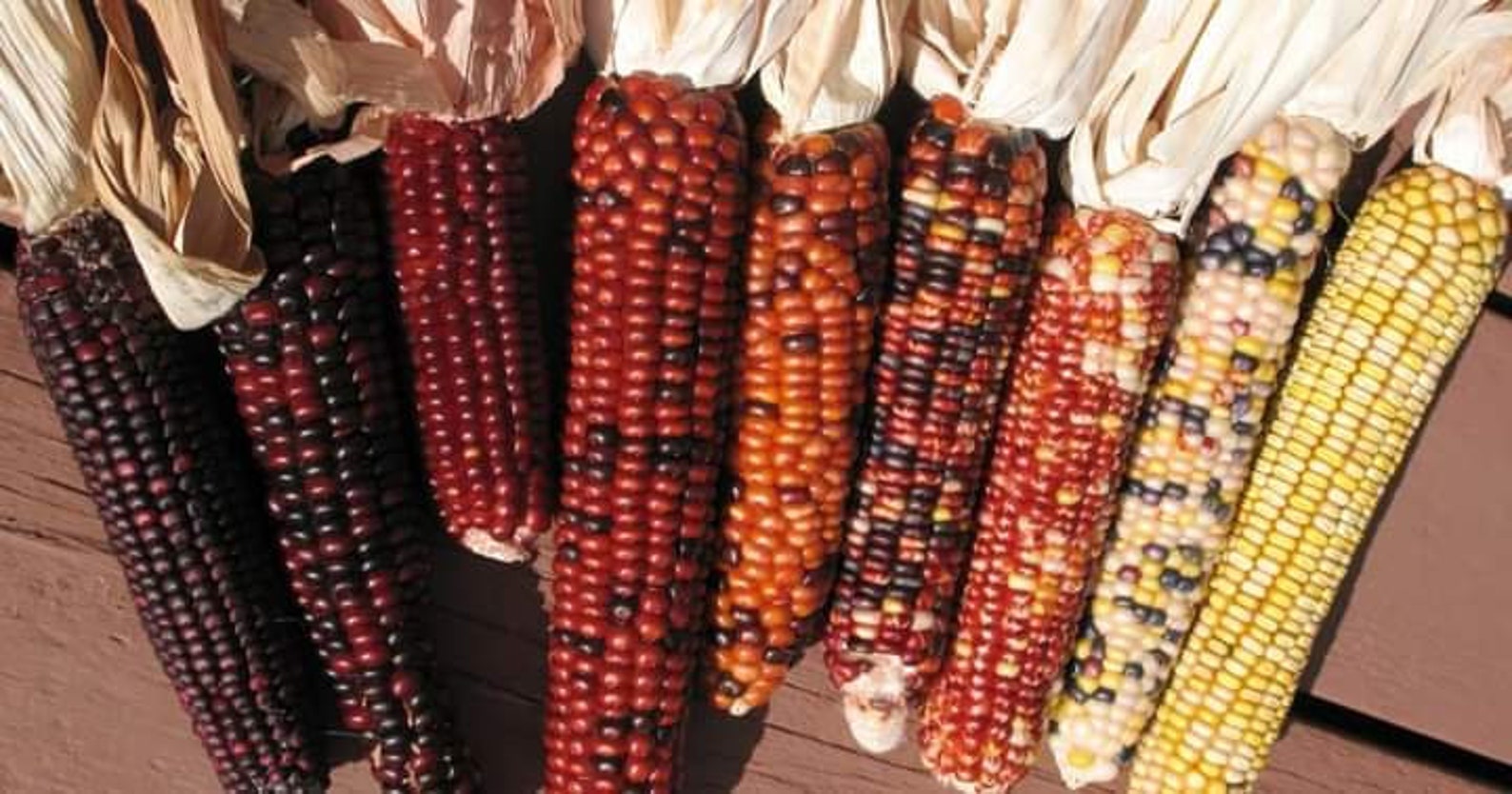 50 Pcs Ornamental Corn Multicolor Rainbow Seeds | Etsy