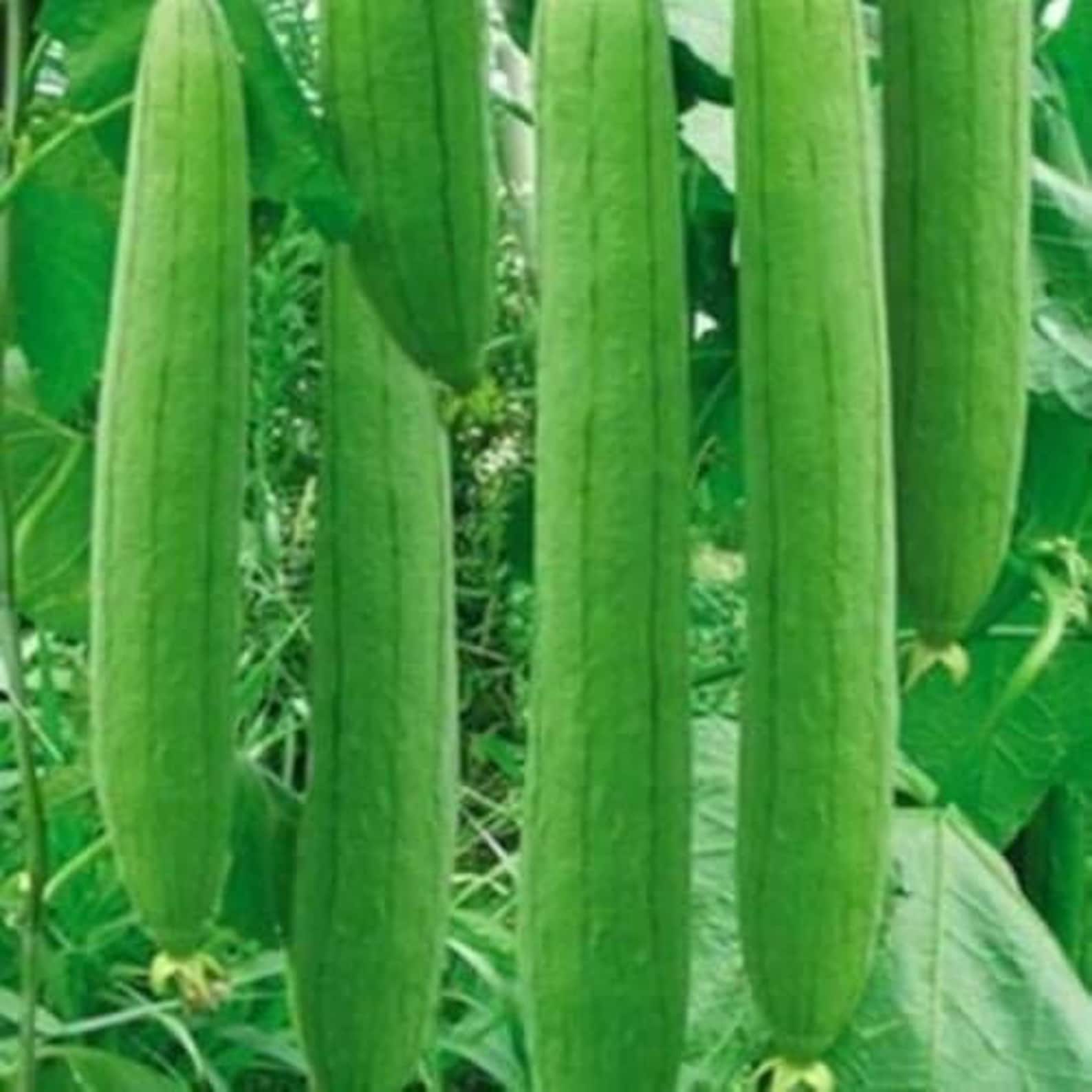 10 Pcs Extra Long Luffa Gourd Seeds Ghia Tori | Etsy