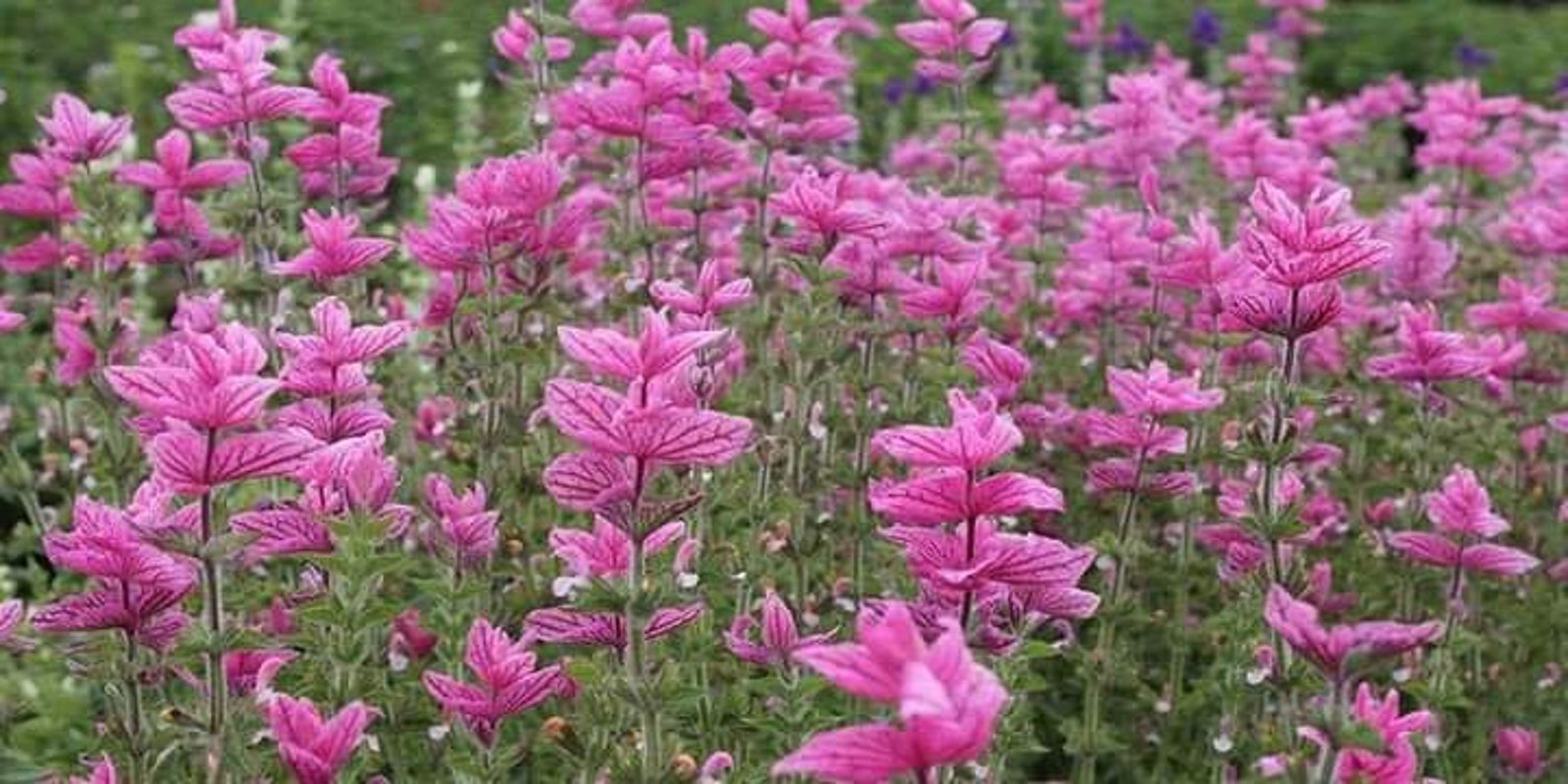 100 Pcs Salvia Pink Sundae Seeds | Etsy