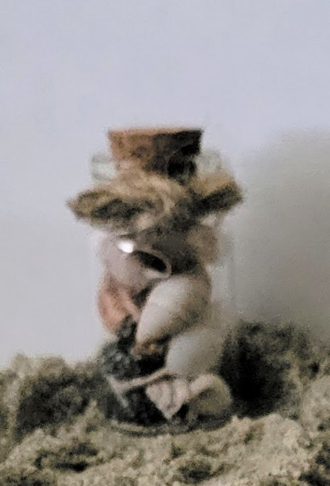 Mini Shell and Sea Glass Bottles - Etsy