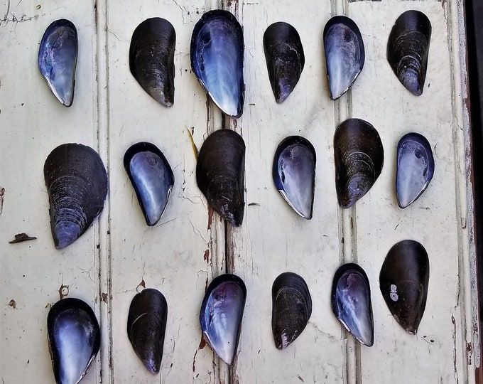 Black Mussel Shells, Mussel Shells for Crafts or Jewelry, Bulk Mussel ...