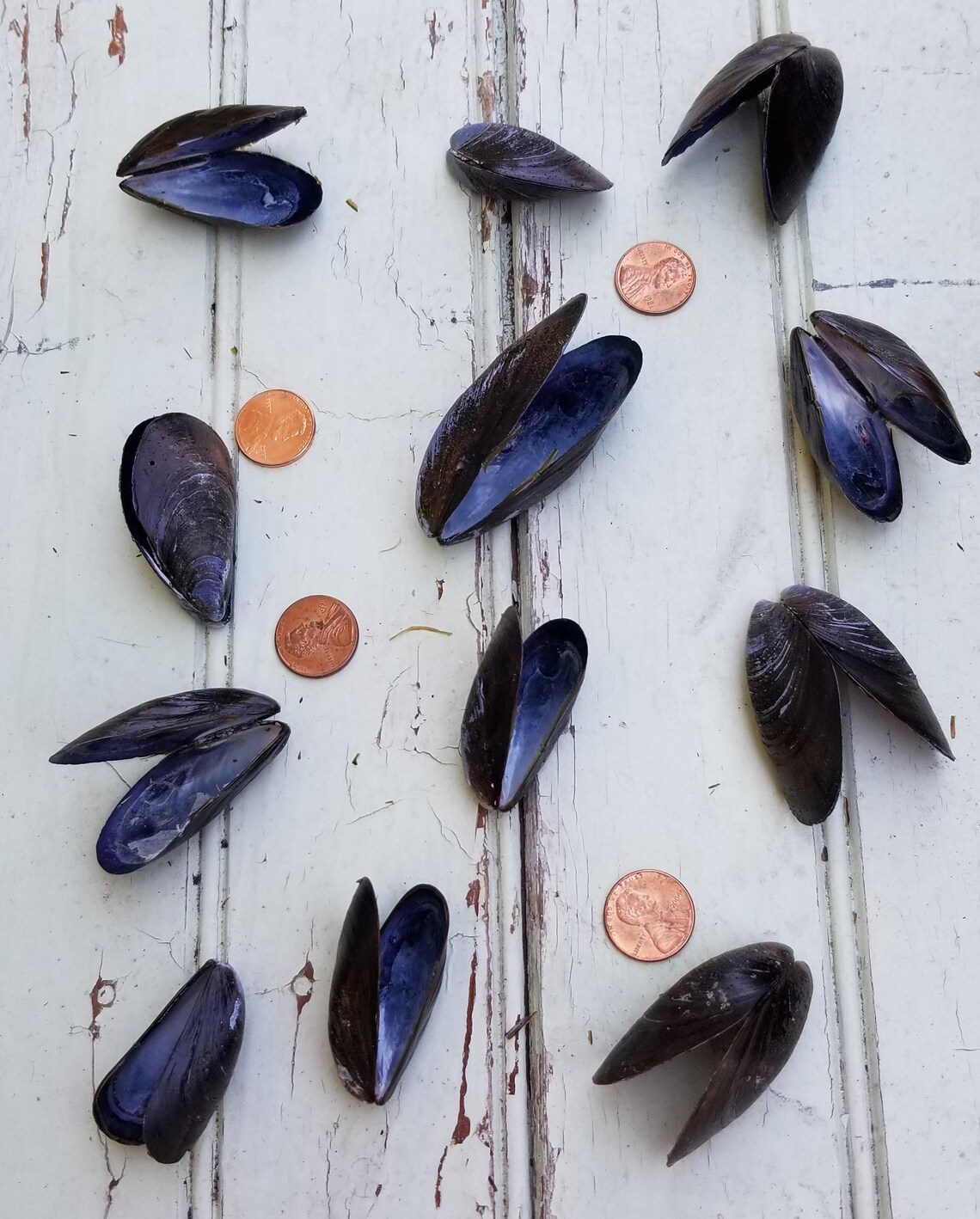 Black Bivalve Mussel Shells, Mussel Shells for Crafts or Jewelry, Bulk ...
