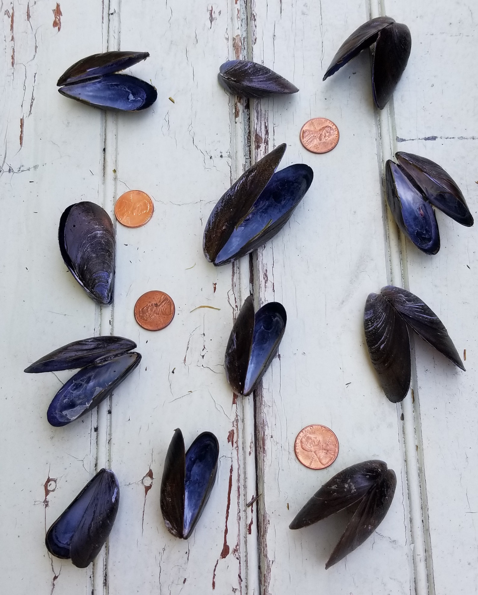 Black Bivalve Mussel Shells, Mussel Shells for Crafts or Jewelry, Bulk ...