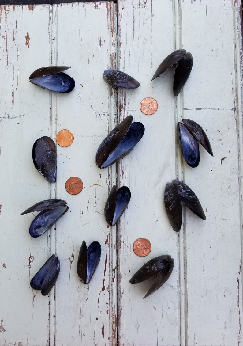 Black Bivalve Mussel Shells, Mussel Shells for Crafts or Jewelry, Bulk ...