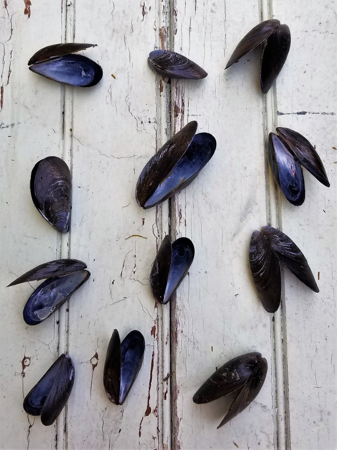 Black Bivalve Mussel Shells, Mussel Shells for Crafts or Jewelry, Bulk ...