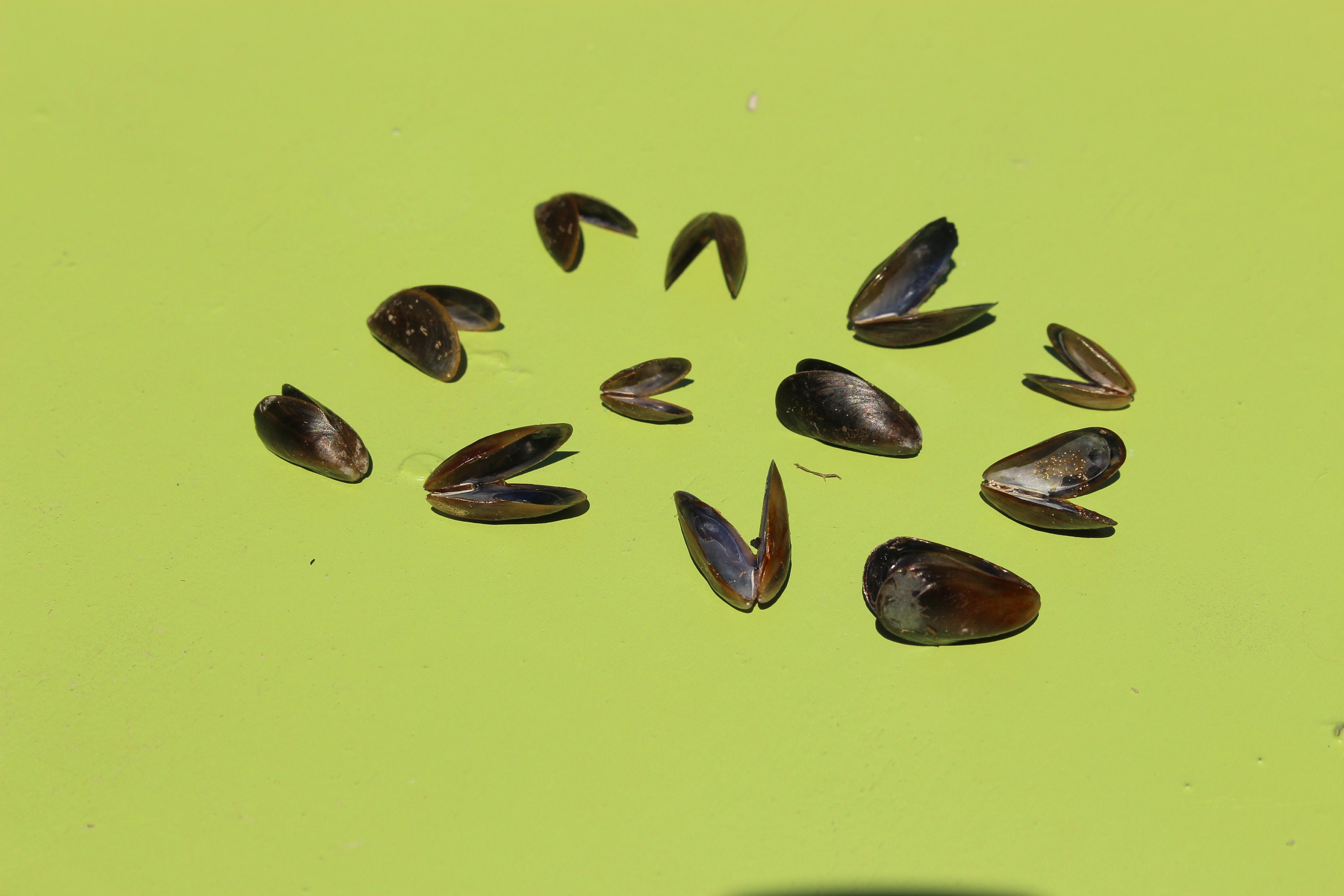 Tiny Black bivalve Mussel Shells Baby Mussel shells Extra | Etsy
