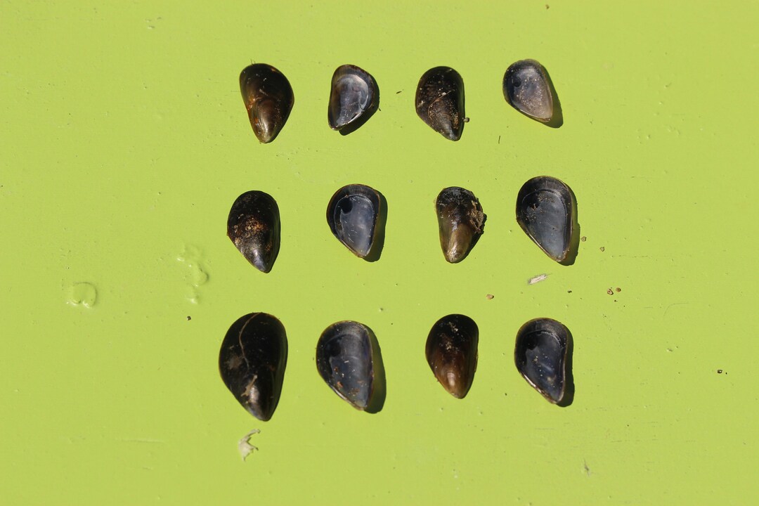 Tiny Black Mussel Shells, Bulk Mussel Shells,extra Small , Baby Black ...