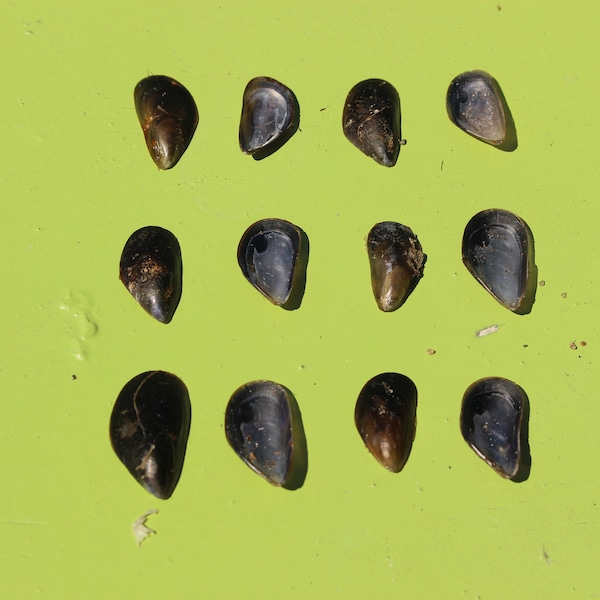 Tiny Bulk Shells - Etsy