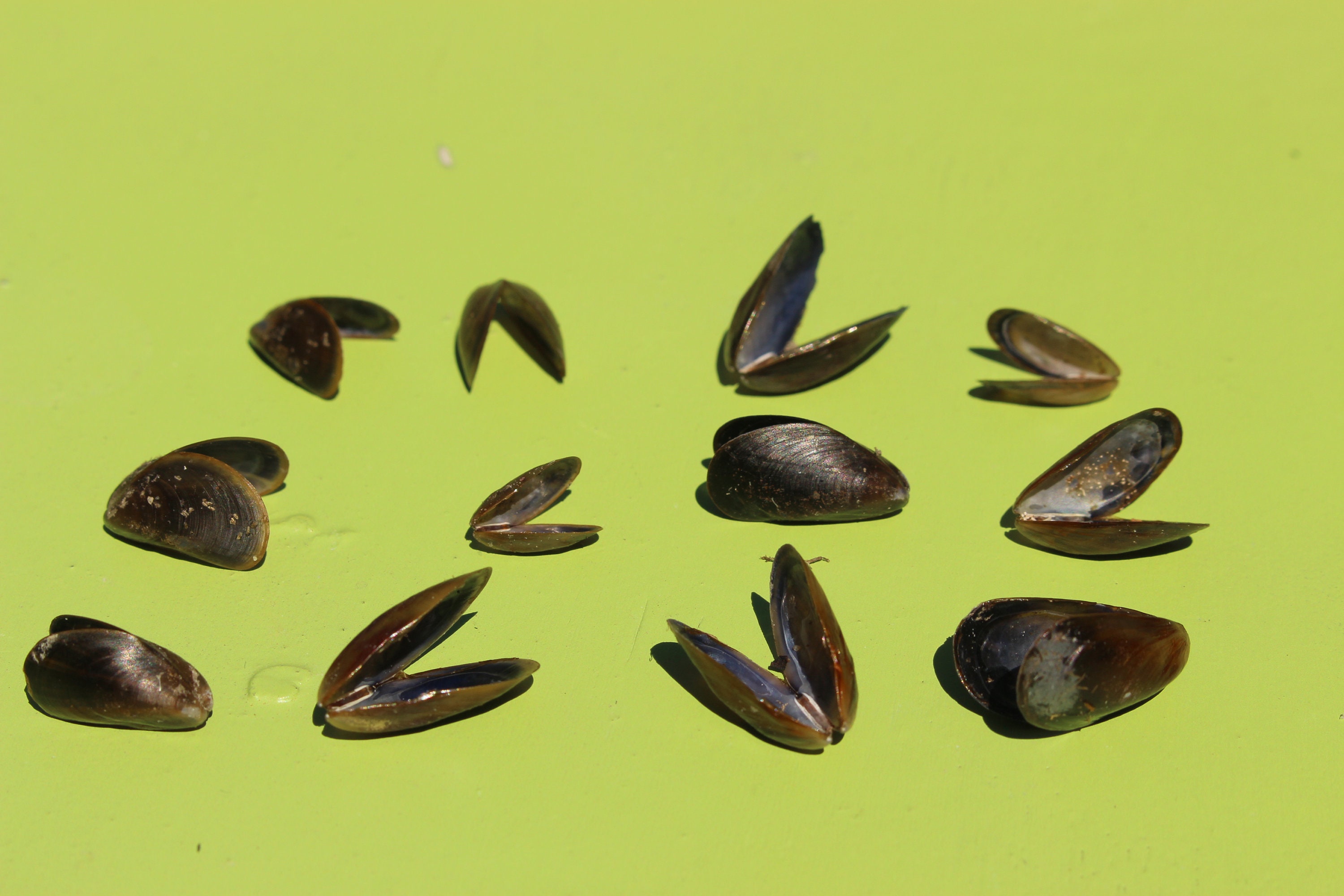 Tiny Black bivalve Mussel Shells Baby Mussel shells Extra | Etsy