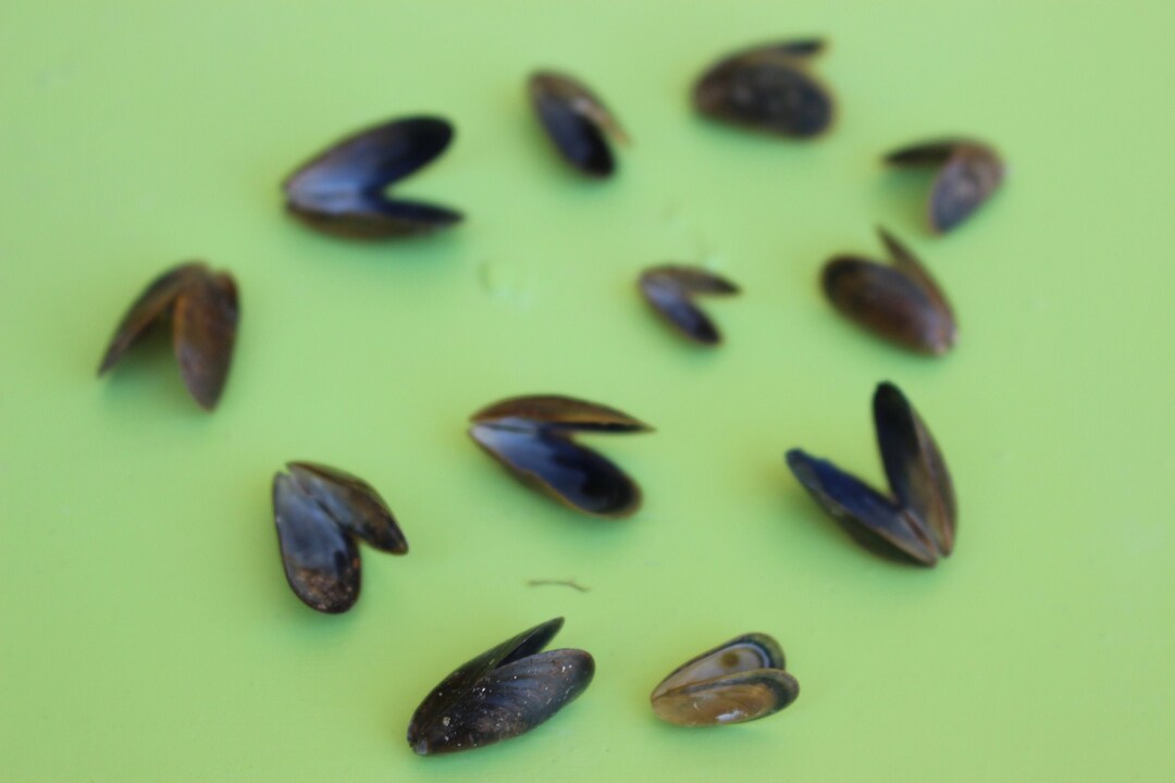 Tiny Black Bivalve Mussel Shells, Baby Mussel Shells, Extra Small ...