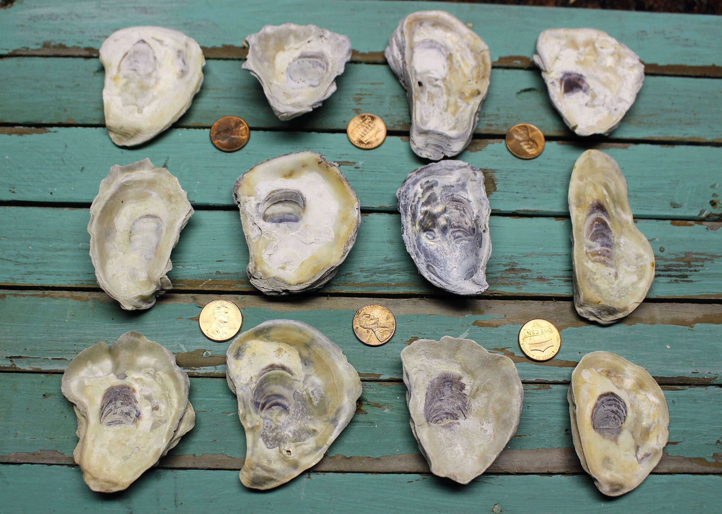 Medium Blue Oyster Shells Medium Blue oyster shells for | Etsy