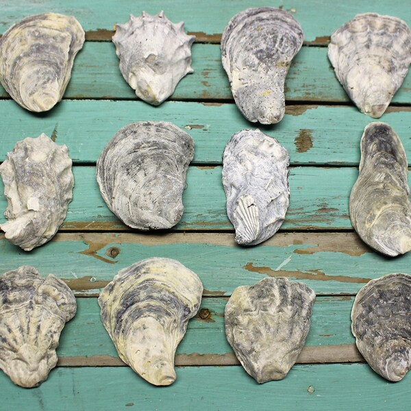 Shells for Sale - Etsy