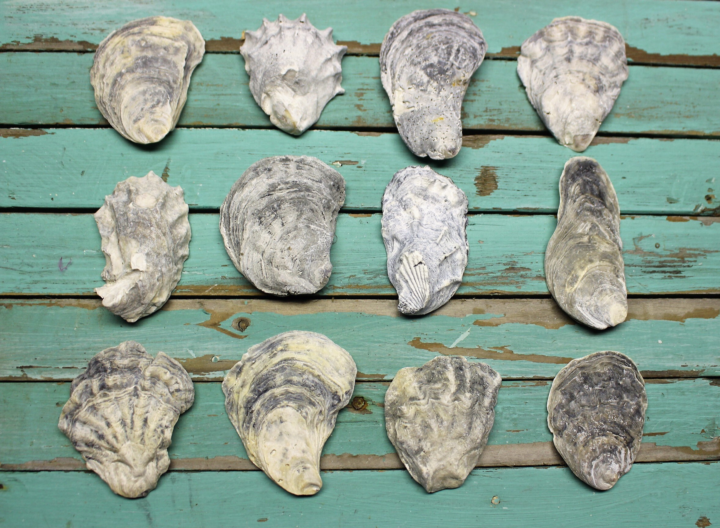 Medium Blue Oyster Shells Medium Blue oyster shells for | Etsy