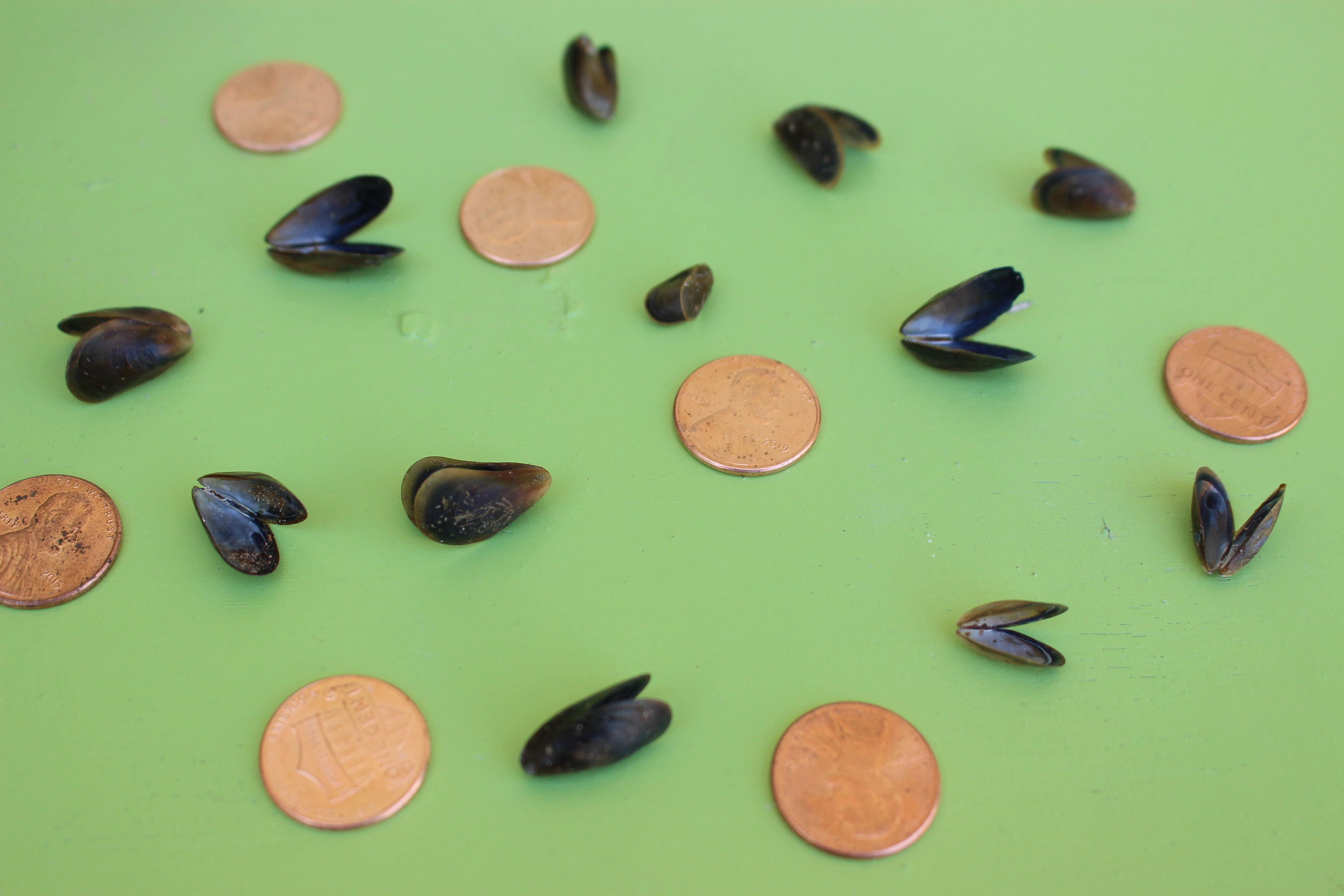 Tiny Black bivalve Mussel Shells Baby Mussel shells Extra | Etsy