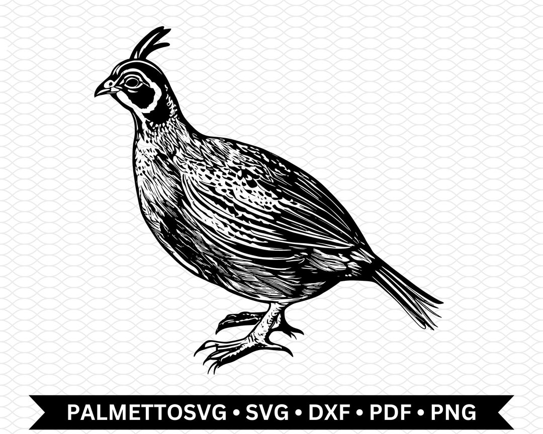 Quail Svg Png, Sublimation Designs, Png Designs, Svg Designs, Laser Cut ...