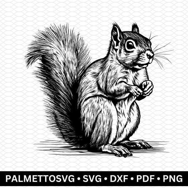 Squirrel Svg - Etsy
