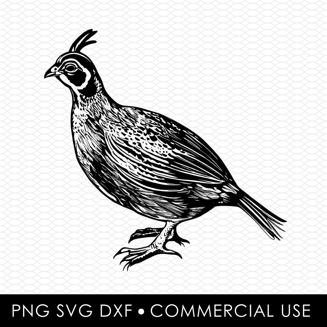 Quail Svg, Quail Png, Quail Cut File, Sublimation Designs, Png Designs ...