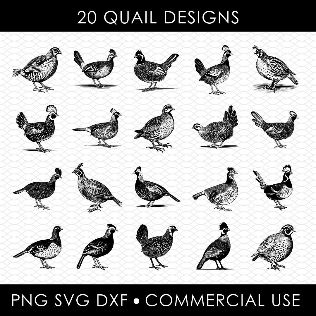 Quail Svg Png, Sublimation Designs, Png Designs, Svg Designs, Laser Cut ...