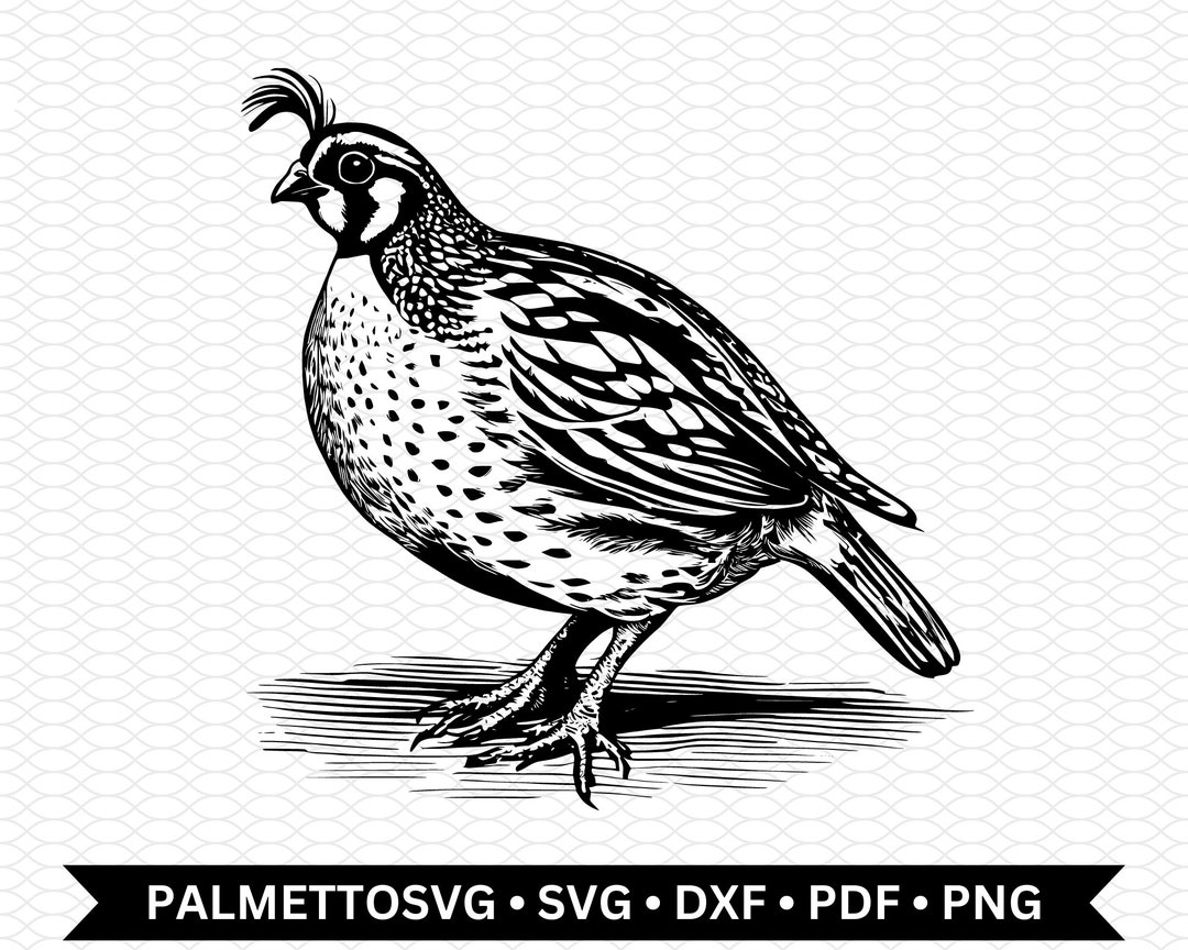 Quail Svg Png, Sublimation Designs, Png Designs, Svg Designs, Laser Cut ...