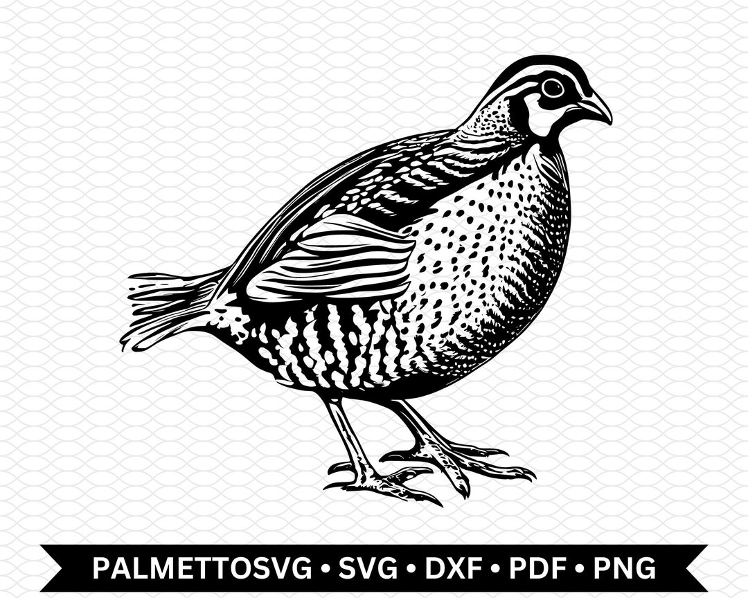 Quail Svg Png, Sublimation Designs, Png Designs, Svg Designs, Laser Cut ...