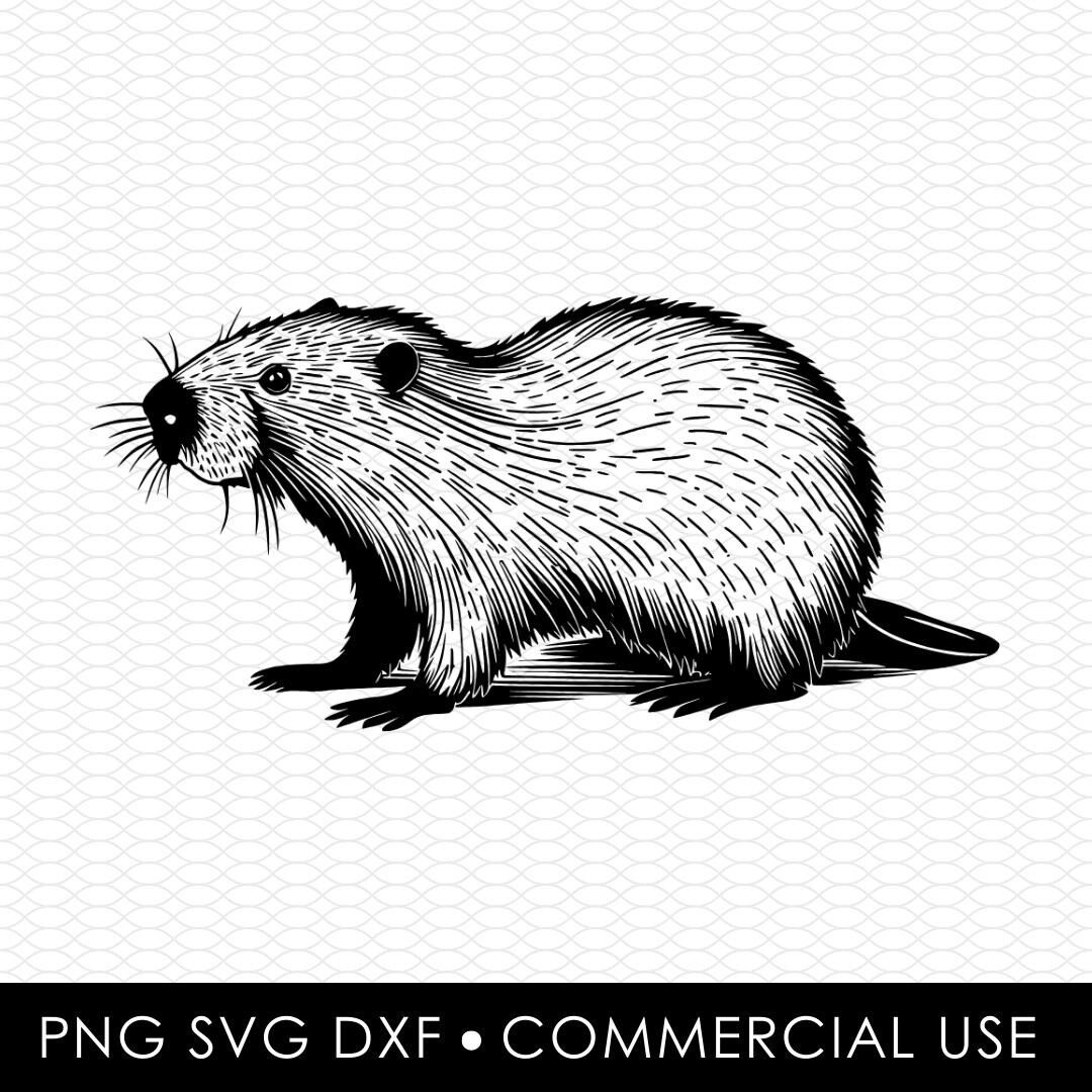 Beaver Svg Png, Beaver Svg, Beaver Png, Beaver Png Design, Sublimation ...