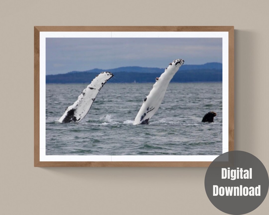 Humpback Whale Waving Hello - Bay of Fundy Wildlife Print, Coastal ...