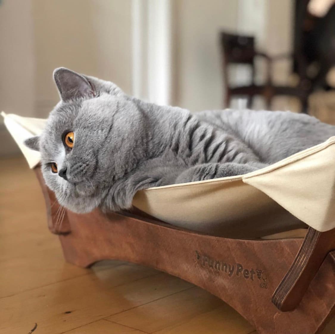 Personalized Dog Hammock Cat Hammock Dog Hammock Dog Bed | Etsy