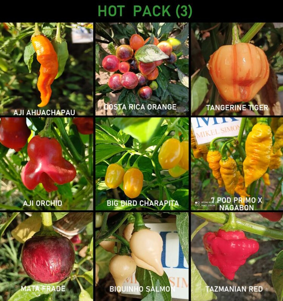 HOT PACK , 9 chiles picantes,90 semillas, pack3 - Etsy España