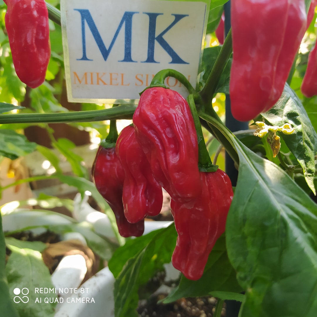 Paprika Füszer Csipös, Hungary, 10 Seeds, Capsicum Annuum, (194) - Etsy ...