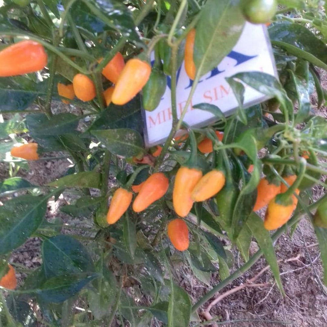 SHORT YELLOW TABASCO,10 Seeds,seeds,capsicum Annuum,home Grown 258 - Etsy