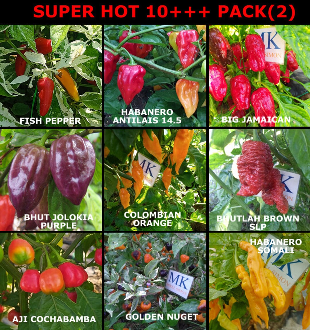 SUPER HOT 10, 9 schärfste Chilis der Welt, 90 Samen, Packung2 - Etsy.de