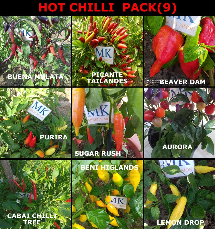 Beni Highlands Hot Peppers Seeds Home & Living Outdoor & Gardening ...
