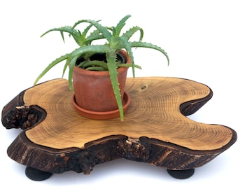 Tree Stump Plant Stand - Etsy