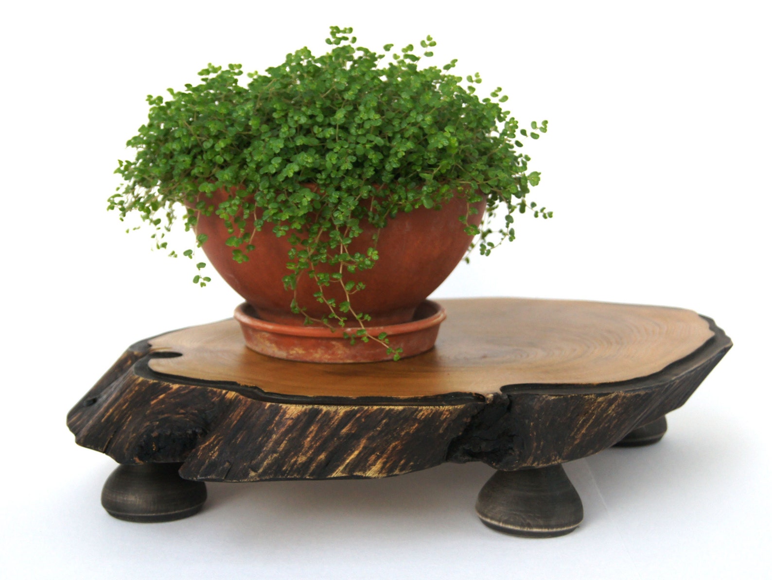 Bonsai Display Stand Live Edge Wood Crystal Figurine Stand - Etsy