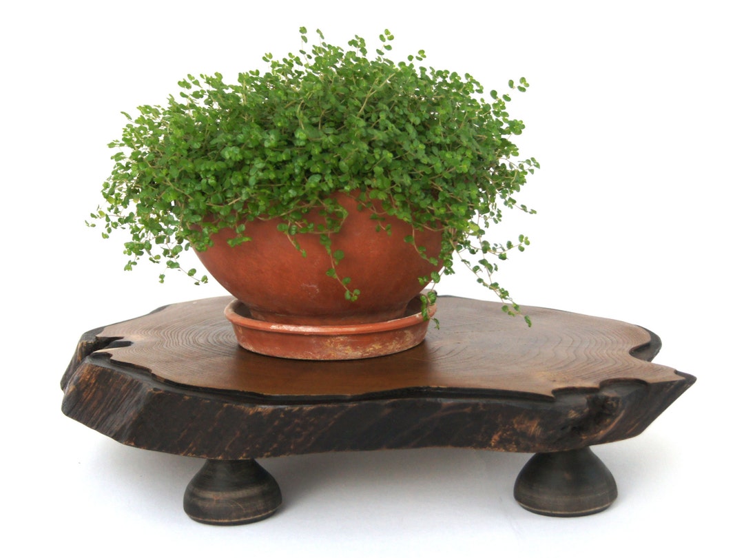 Wooden Bonsai Display Stand Indoor Live Edge Wood Planter Stand Bonsai ...
