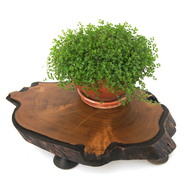 Bonsai Display Stand - Etsy