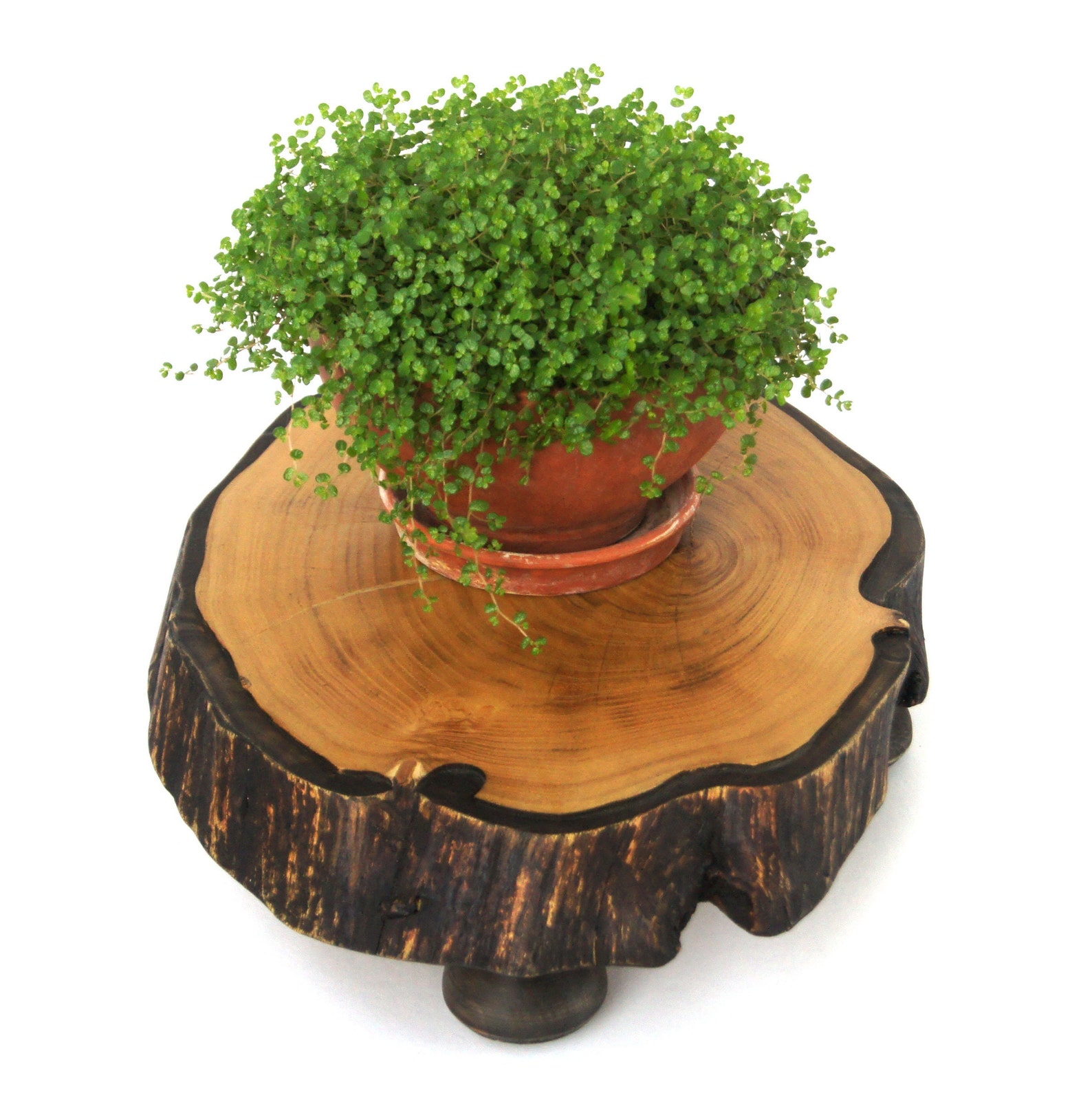 Bonsai Display Stand Live Edge Wood Crystal Figurine Stand - Etsy