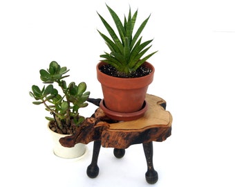 Set of 2 Large Bonsai Display Stands Live Edge Wood Plant Stands Pair ...