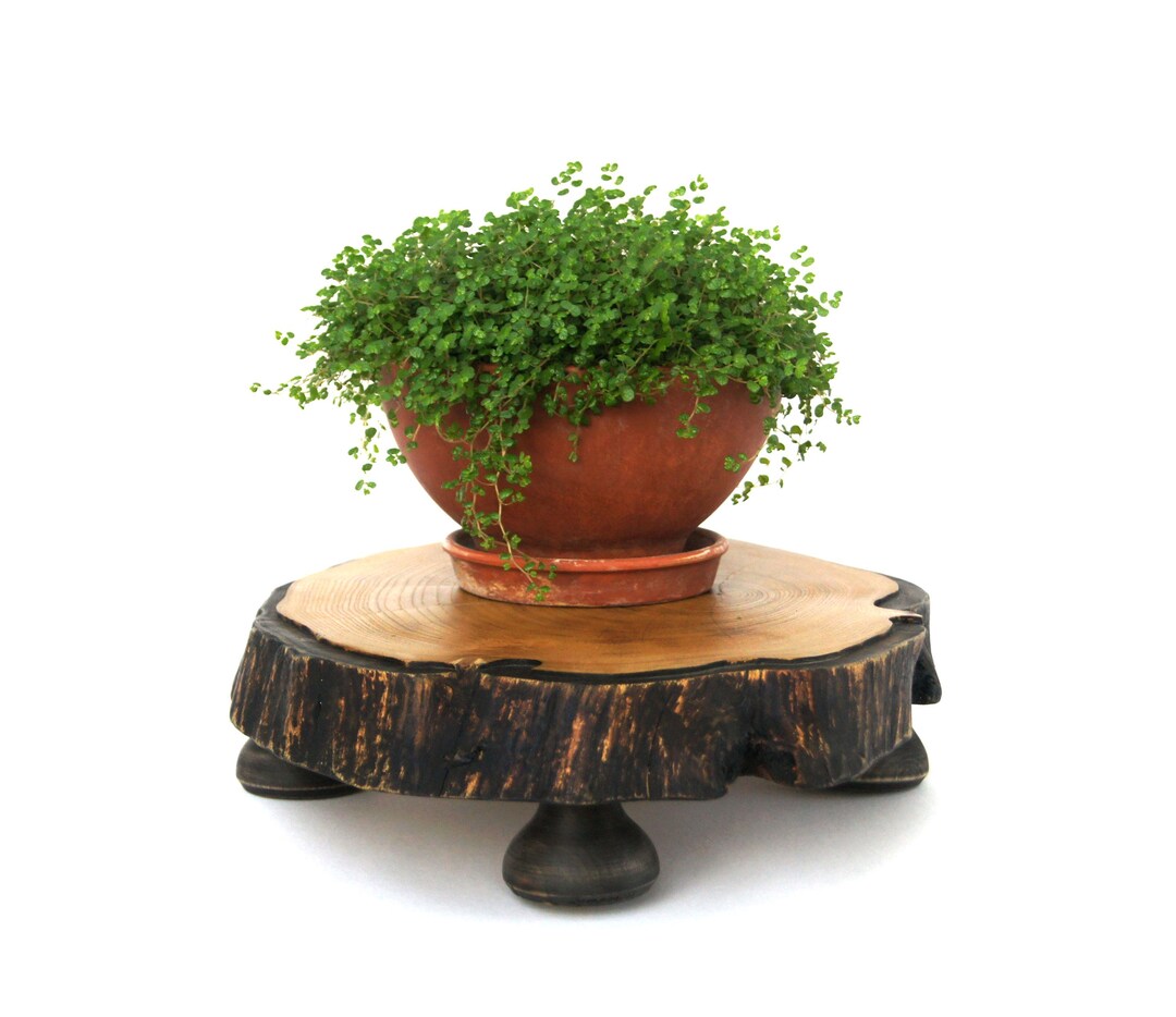Bonsai Display Stand Indoor, Bonsai Planter Stand Live Edge Wood ...