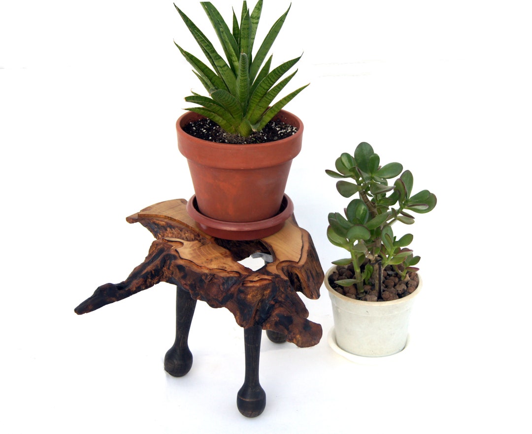 Live Edge Wood Bonsai Display Stand, Wooden Plant Stand Indoor, Burl ...