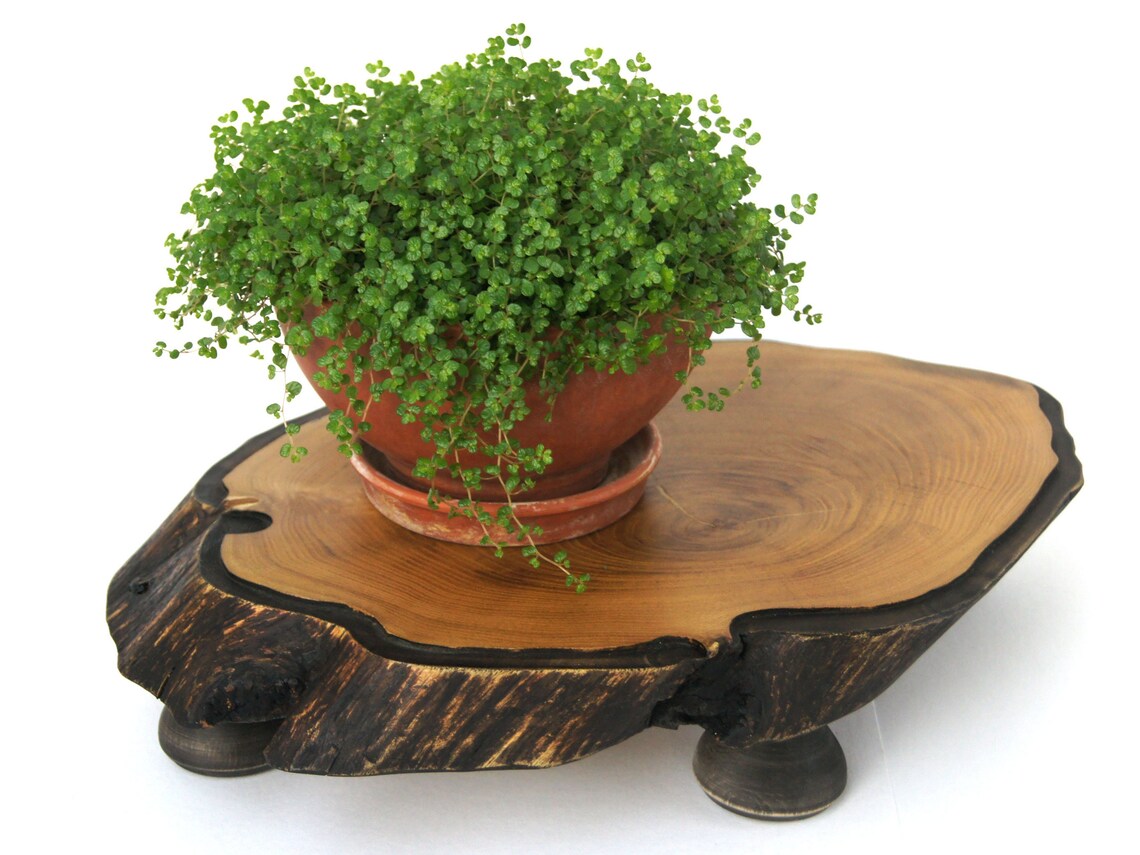 Bonsai Display Stand Live Edge Wood Crystal Figurine Stand - Etsy